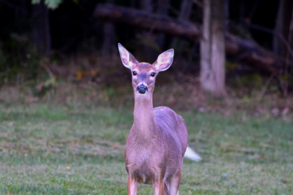 Animal Control - Municipality of Grand Lake